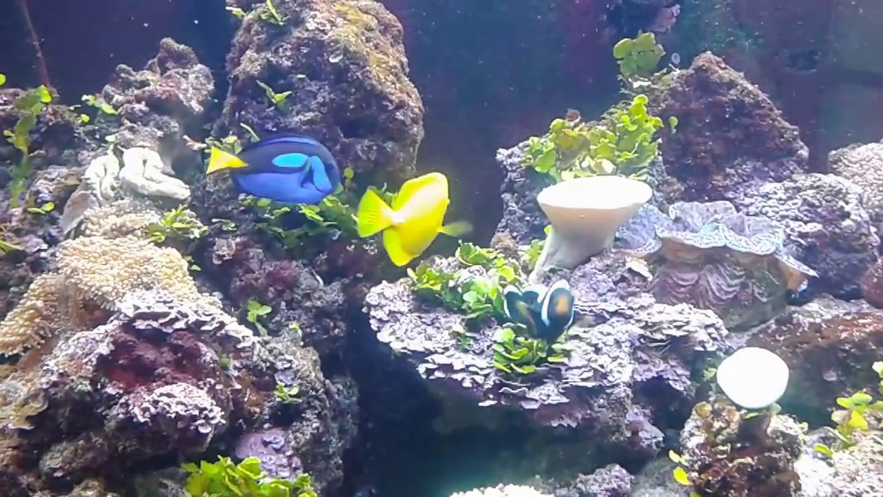 Aquarium poissons d'eau de mer (Dory, Némo) - YouTube