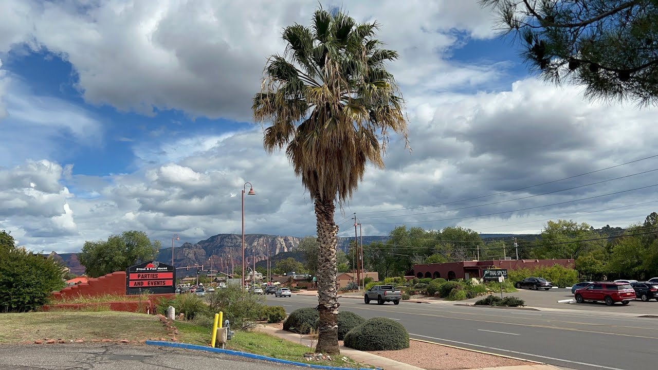 Washingtonia x filibusta in Sedona, Arizona - YouTube