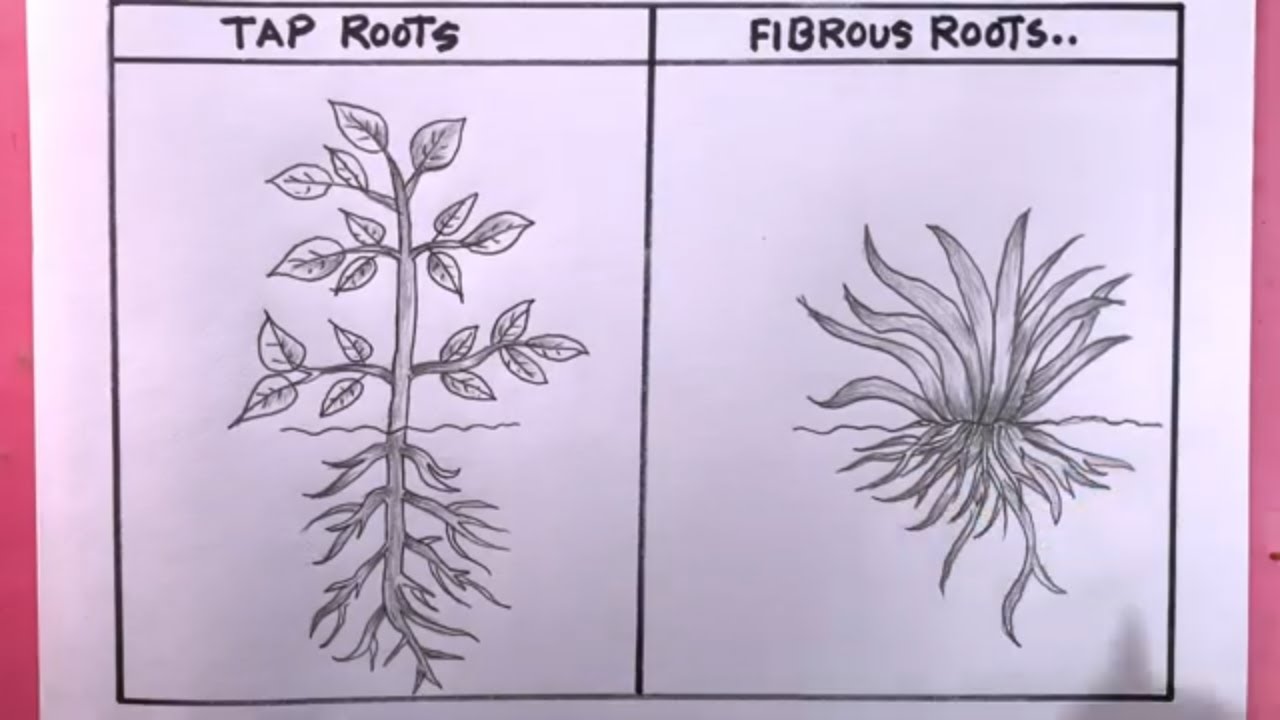 How To Draw Tap Root Fibrous Roots/Tap Roots Drawing Easy - YouTube