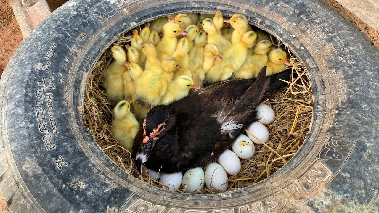 Wow! 50 Ducklings Hatching From Eggs In The Nest At Home // A Lot Of ...