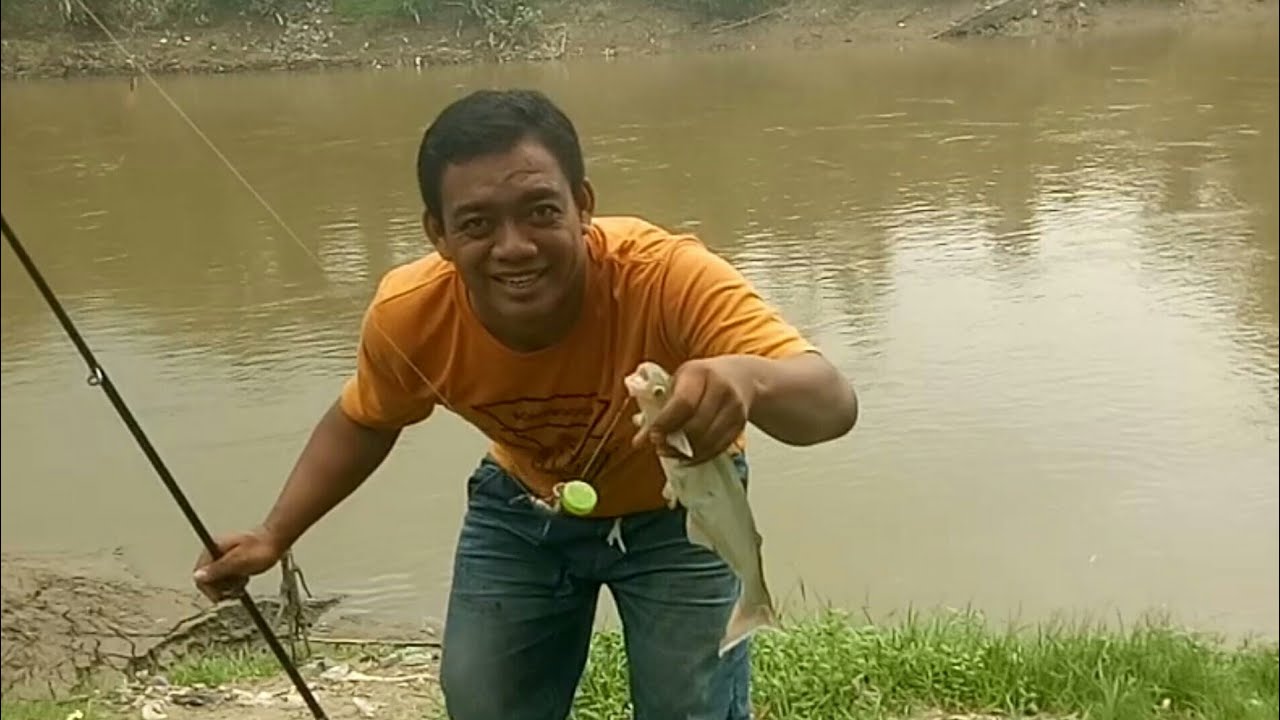 Mancing Ikan Patin / jendil di Sungai Bengawan Solo Pakai Umpan Ini ...