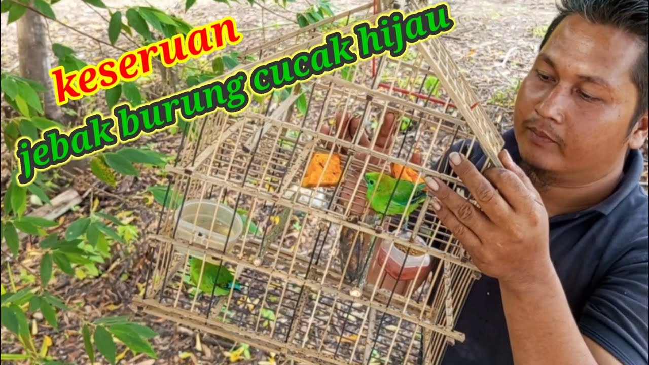 MENJEBAK BURUNG CUCAK IJO GACOR MENGGUNAKAN SANGKAR PIKAT // BIRD TRAP ...