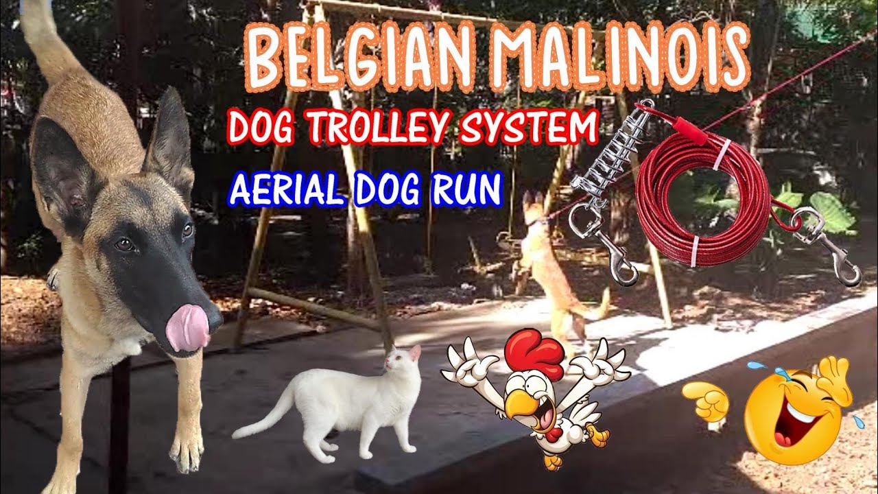 BELGIAN MALINOIS DOG 'SELFIE': AERIAL DOG RUN TROLLEY SYSTEM - YouTube