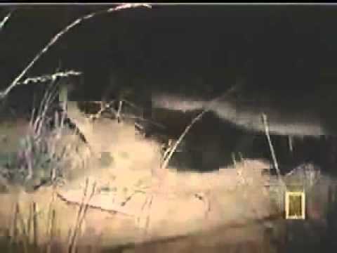African Honey Badger Eats Snakes - YouTube