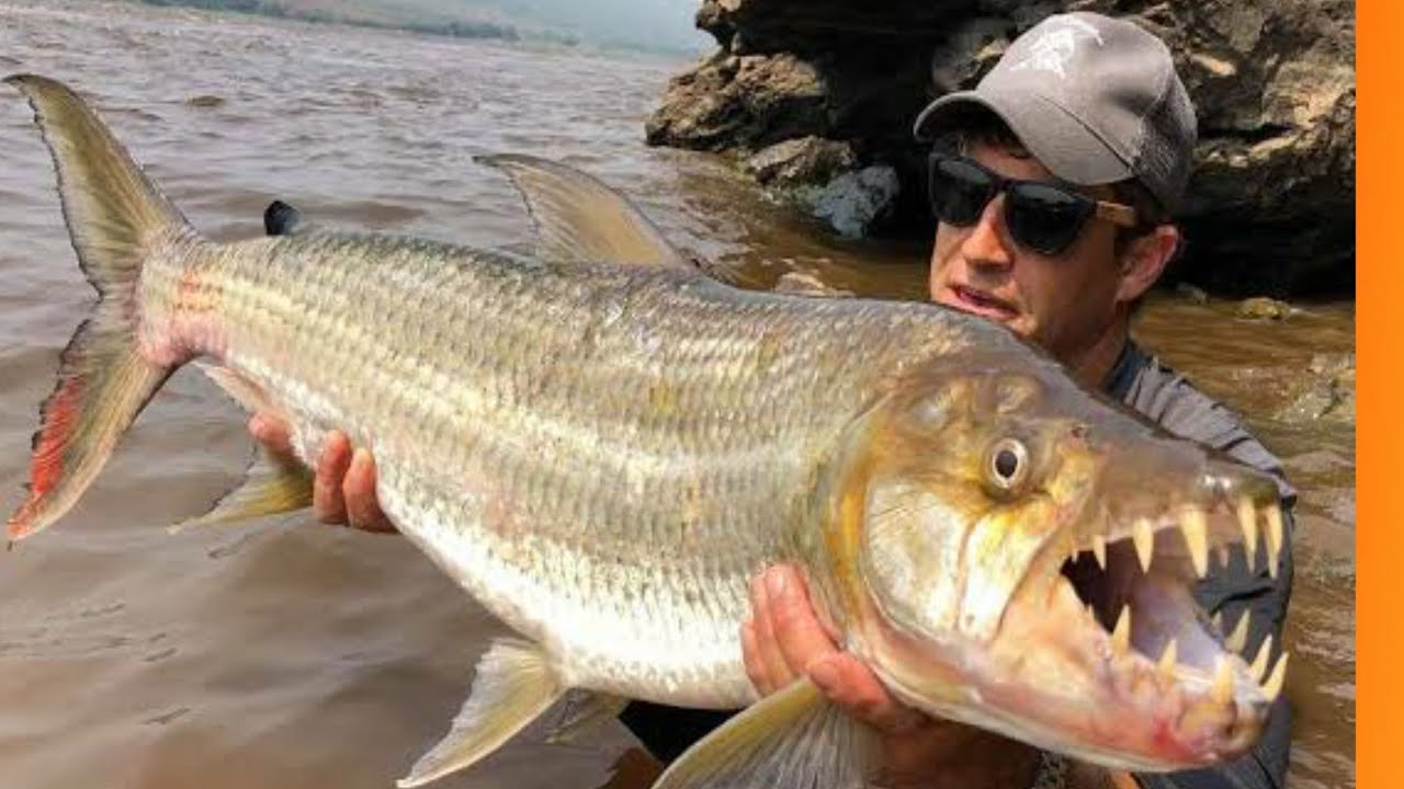 Monstros Do Rio Pescam Com Dentes Humanos Conheça O Golias Tigre,