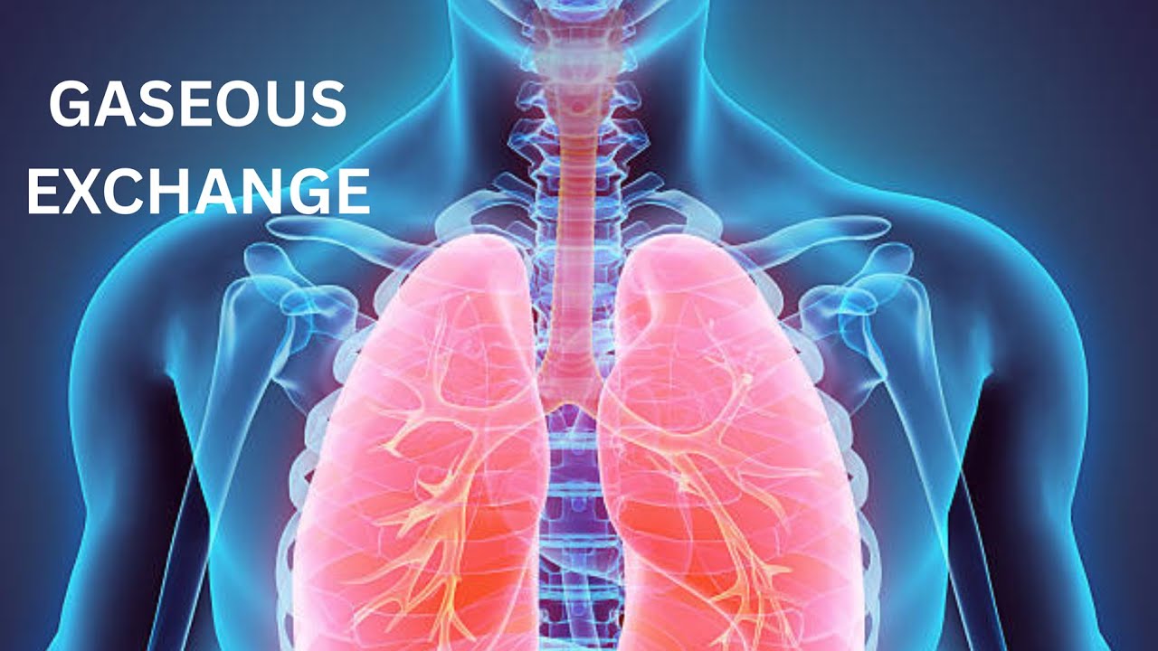 GCSE PE THE PATHWAY OF AIR & GASEOUS EXCHANGE (Anatomy and Physiology ...