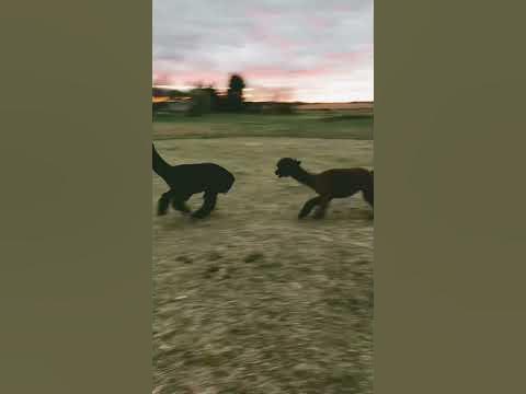 My alpacas playing around #alpacas #alpaca #youtubeshorts #farmanimals #funnyanimals - YouTube