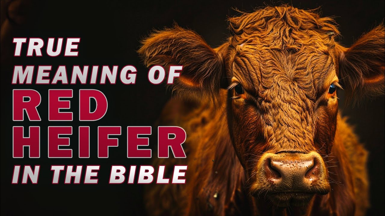 What MOST Christians MISS about the RED HEIFER in the OLD TESTAMENT ...