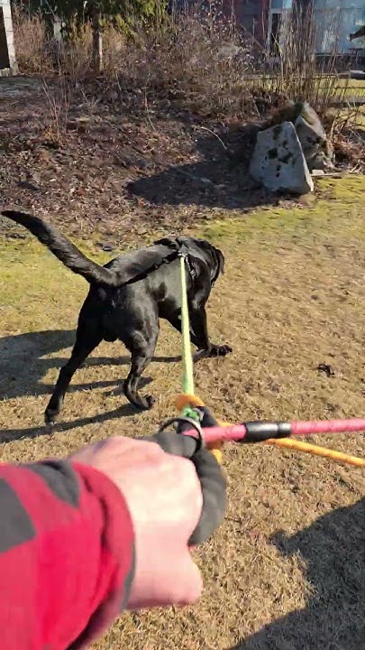 Windy, chilly, gorgeous mid day walk with doggo's! - YouTube