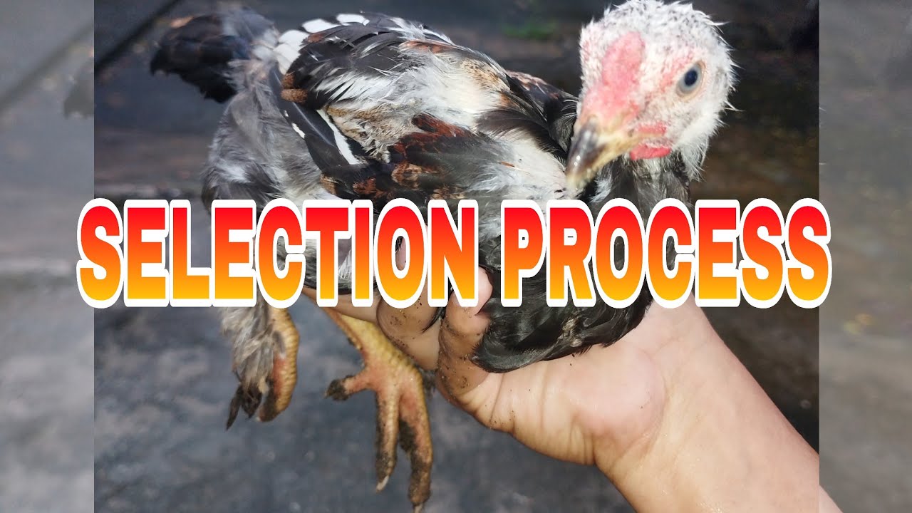 Selection Process ng Breeders #chicken #backyardfarming #poultry ...