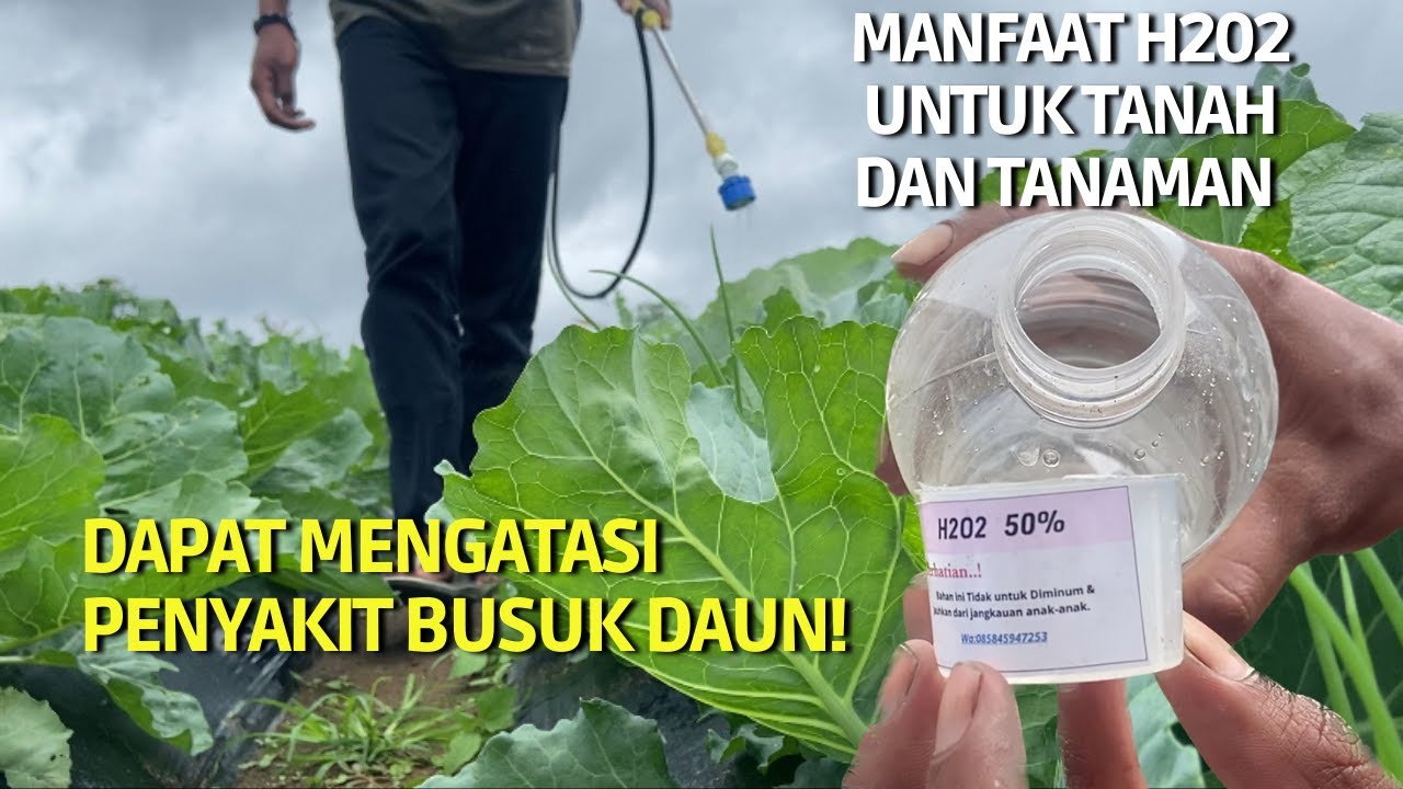 Wajib ditonton! Inilah manfaat penggunaan H202 untuk bidang pertanian ...