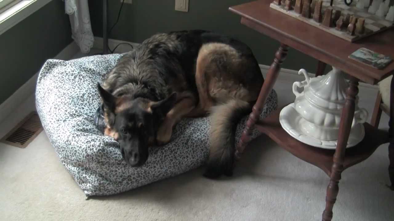 Pet Beds German Sheppard sleeping on bed - YouTube