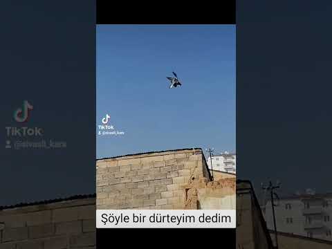 DOKUNDUK #motor ÇIKTI #keşfet #shorts #güvercin #oyun #takla #taklacı #bir #motor #as #kuş #seferli