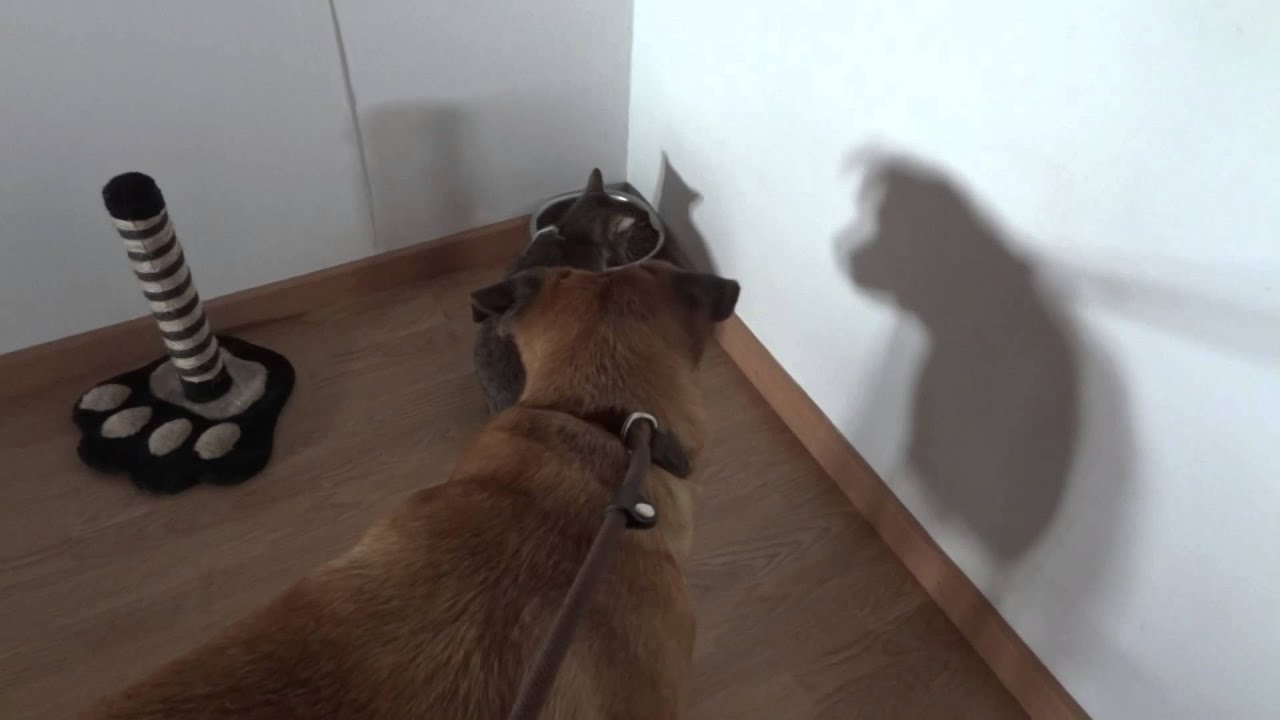 Feb 16 Nino + cats - YouTube