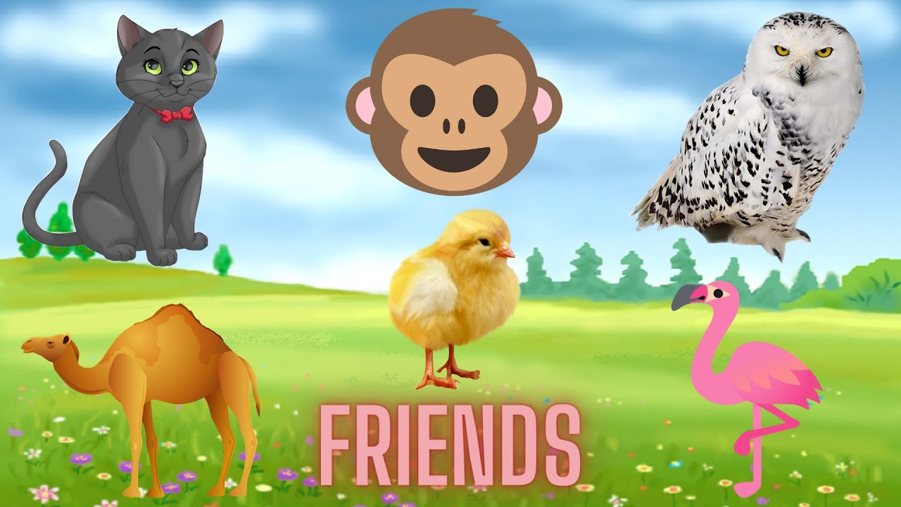 Incredible wild animals in nature: cat, monkey, camel, owl, chickens ...