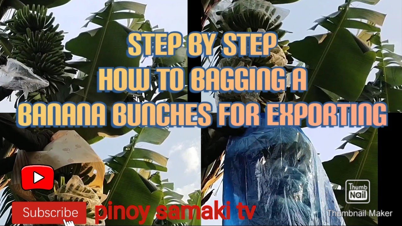 how to bagging a banana bunches - YouTube
