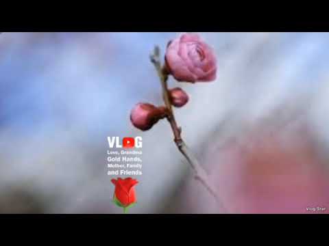 🎂 Happy Birthday Rauf -🎉 С Днем Рождения Рауф 🎁