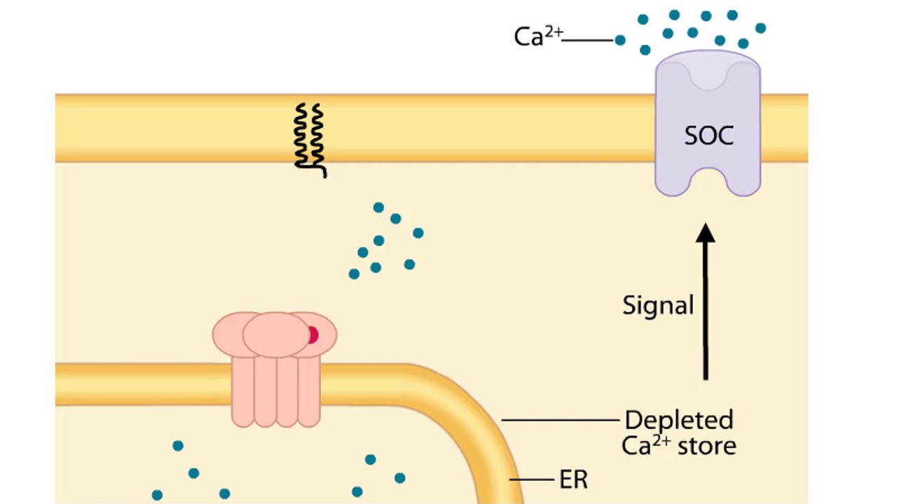 Second Messengers in the Inositol-lipid Signaling Pathway - YouTube