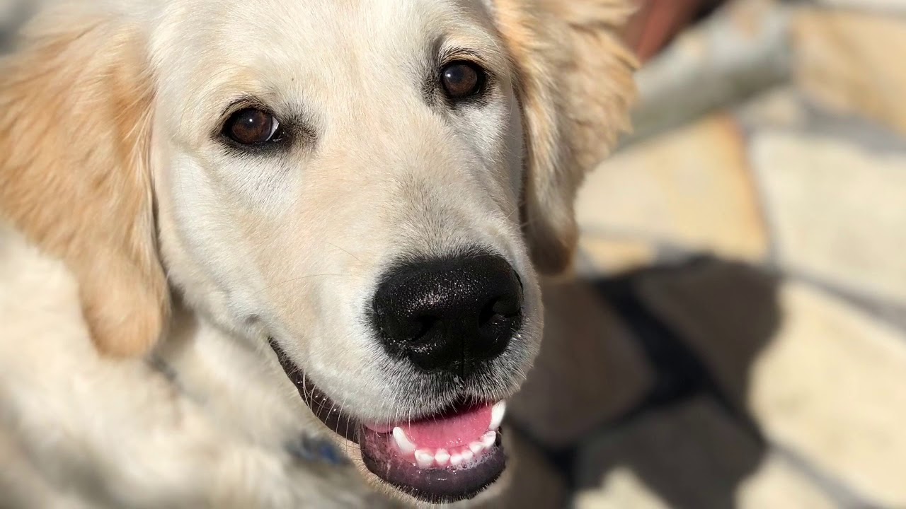 Évolution Golden Retriever 2 A 10 Moins - YouTube