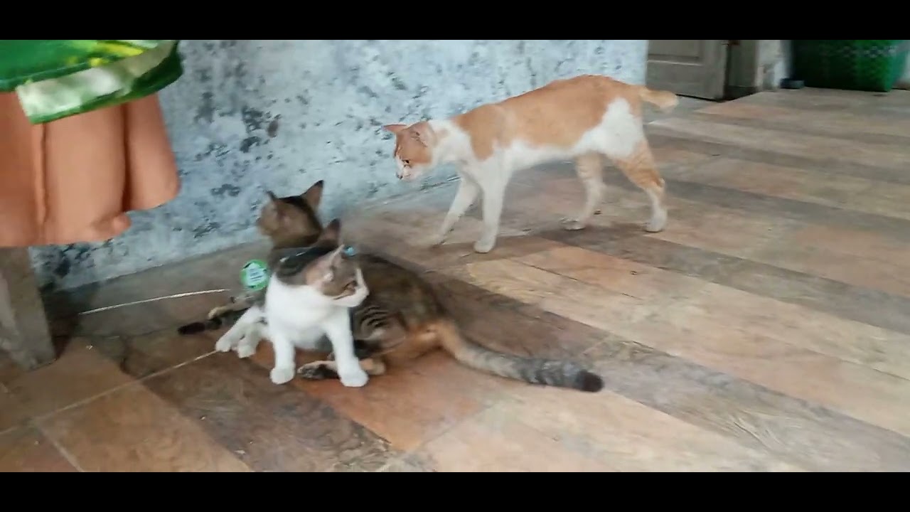 kucing di IKAT#kucingrumahan#cat - YouTube