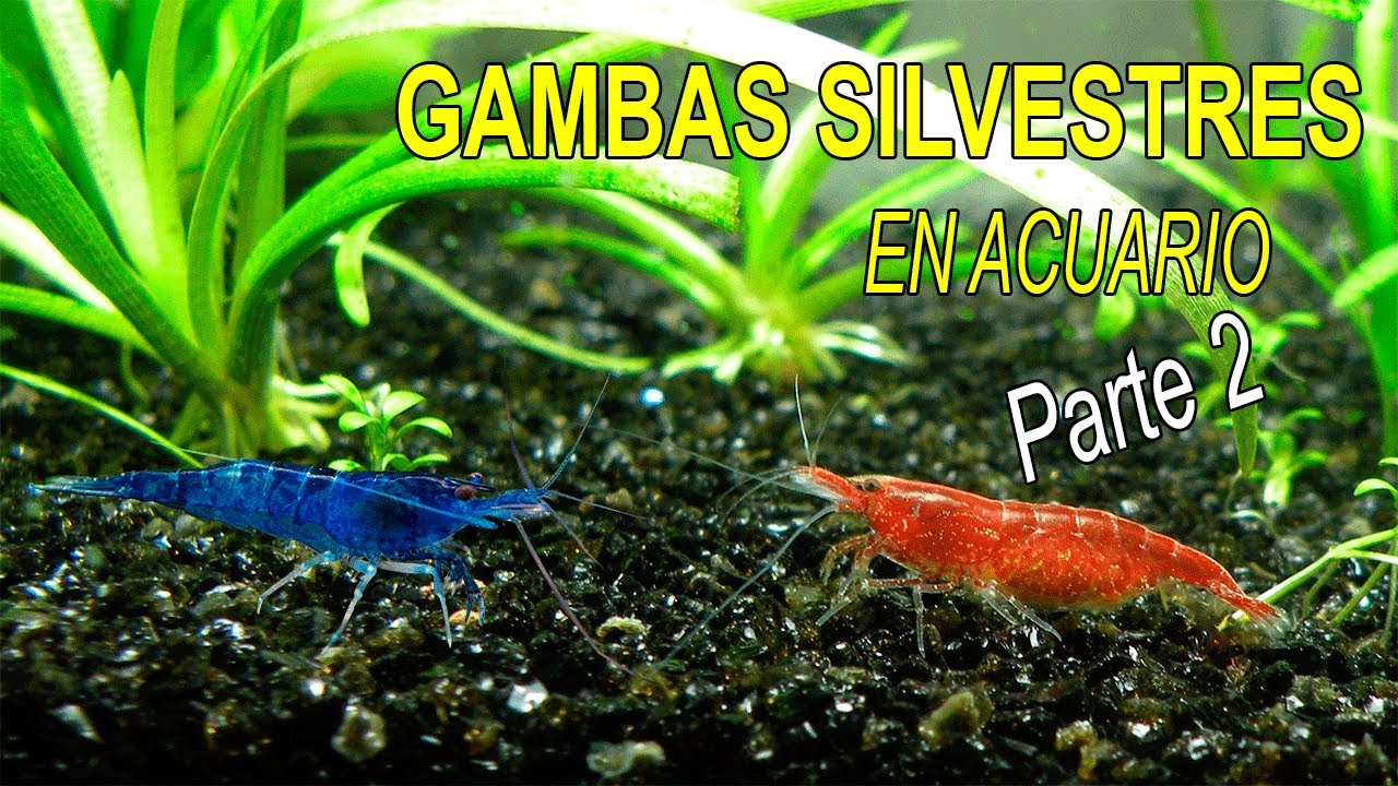 Capturando Gambas Silvestres Azules parte 2 - YouTube