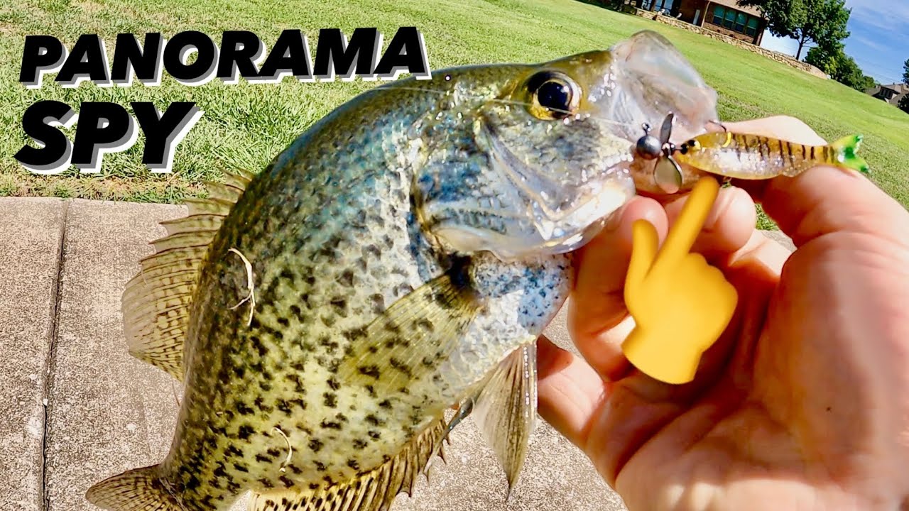 ULTRA Realistic Bluegill Baits Slay Fish! |Fort Worth Bait Finesse ...