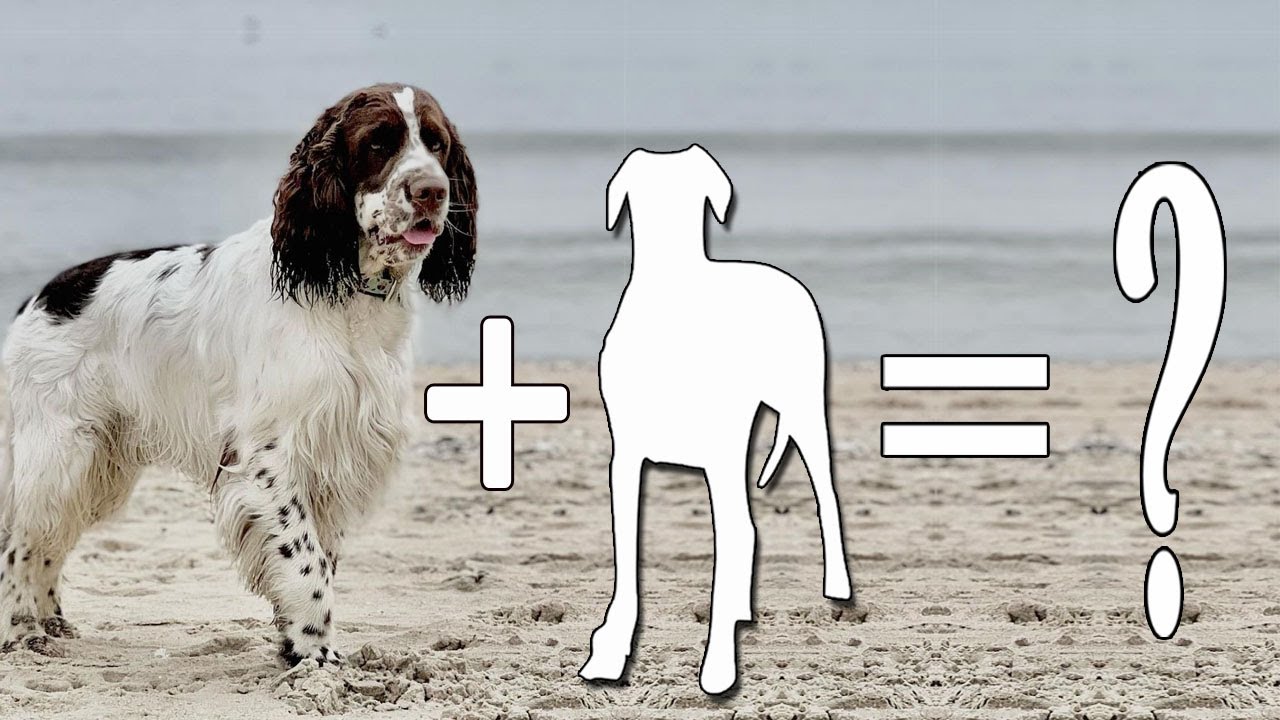 English Springer Spaniel Mixes – 7 Different And Intelligent Cross ...