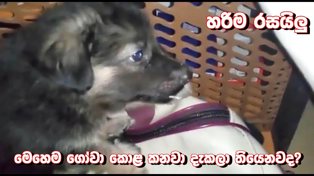 ගෝවා කොළ අමුවෙන් කන ෂීඩ් බබා l හරි රසයිලු l GSD Dog Sheed - YouTube
