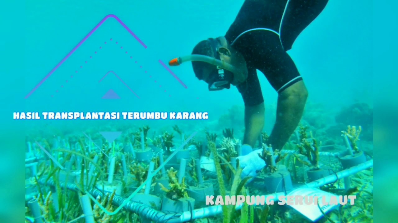 5 Tahun Transplantasi Terumbu Karang di Kampung Serui Laut - YouTube