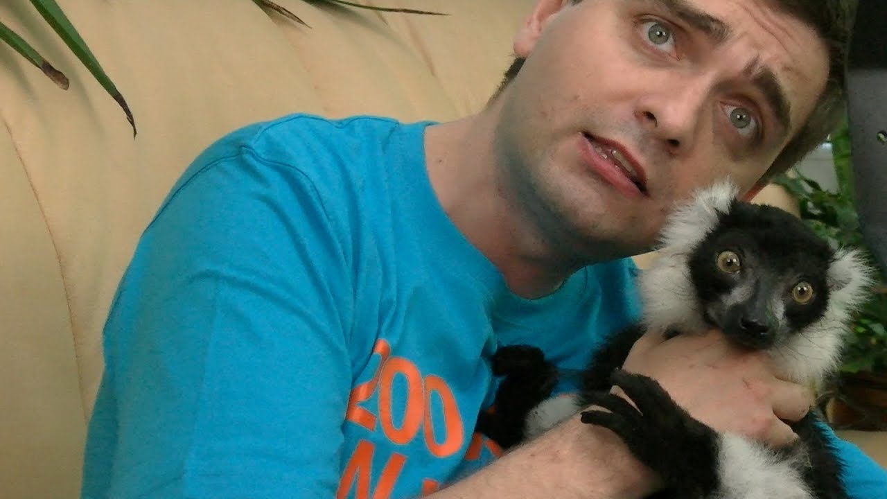 Lemurzy rap - lemur Panda i raper Proceente - YouTube