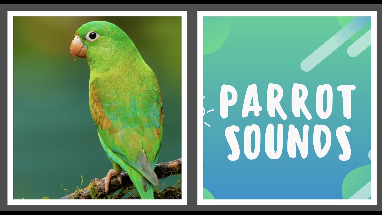 Parrot Sounds and Pictures for Kids | Bird Sounds | Parrot Voices - YouTube