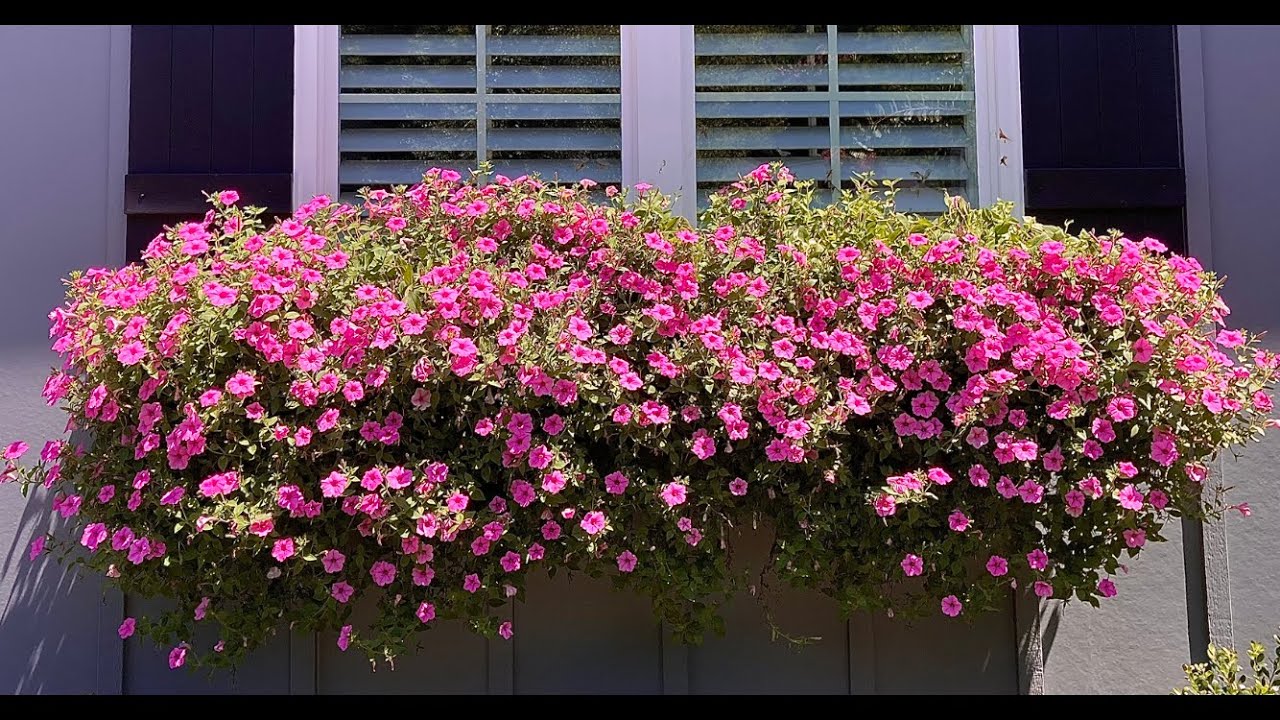 Supertunia Vista Window Boxes Week 16 Update - YouTube