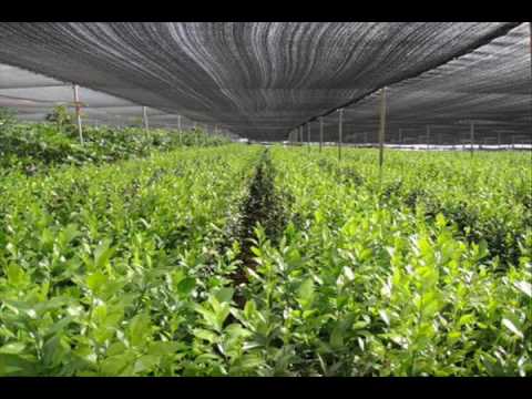 Foliage Farm Cut Foliage - YouTube
