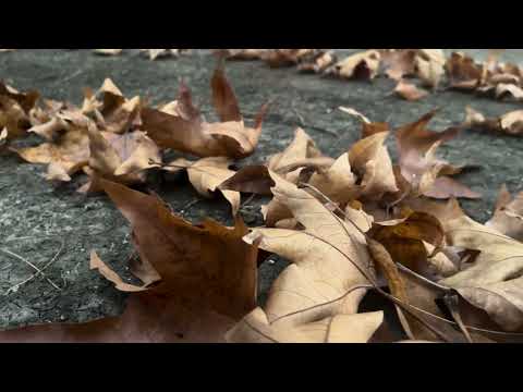 Refresh Your Soul in the Magic of Autumn