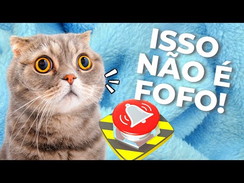 Por que meu Gato Mama na Coberta? Não Deixe seus Gatos Fazerem isso! Entenda os Motivos!