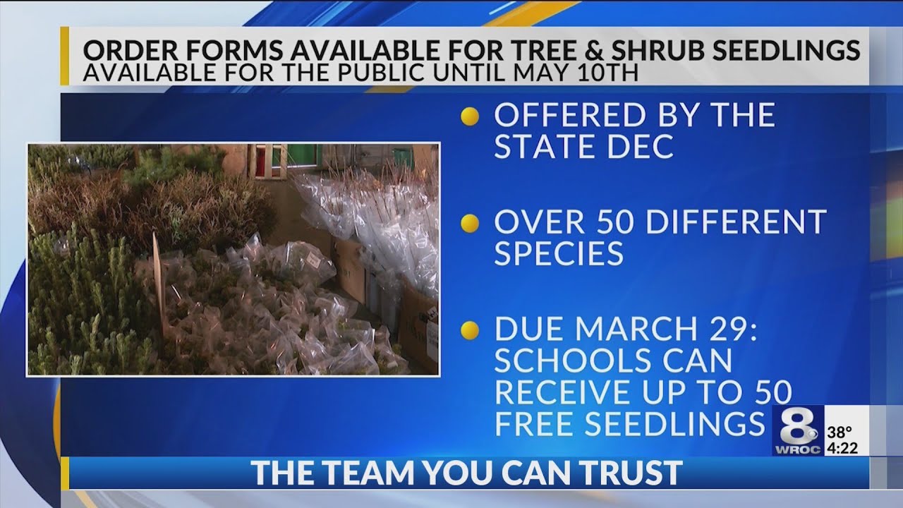 DEC holds annual tree and shrub seed sale - YouTube