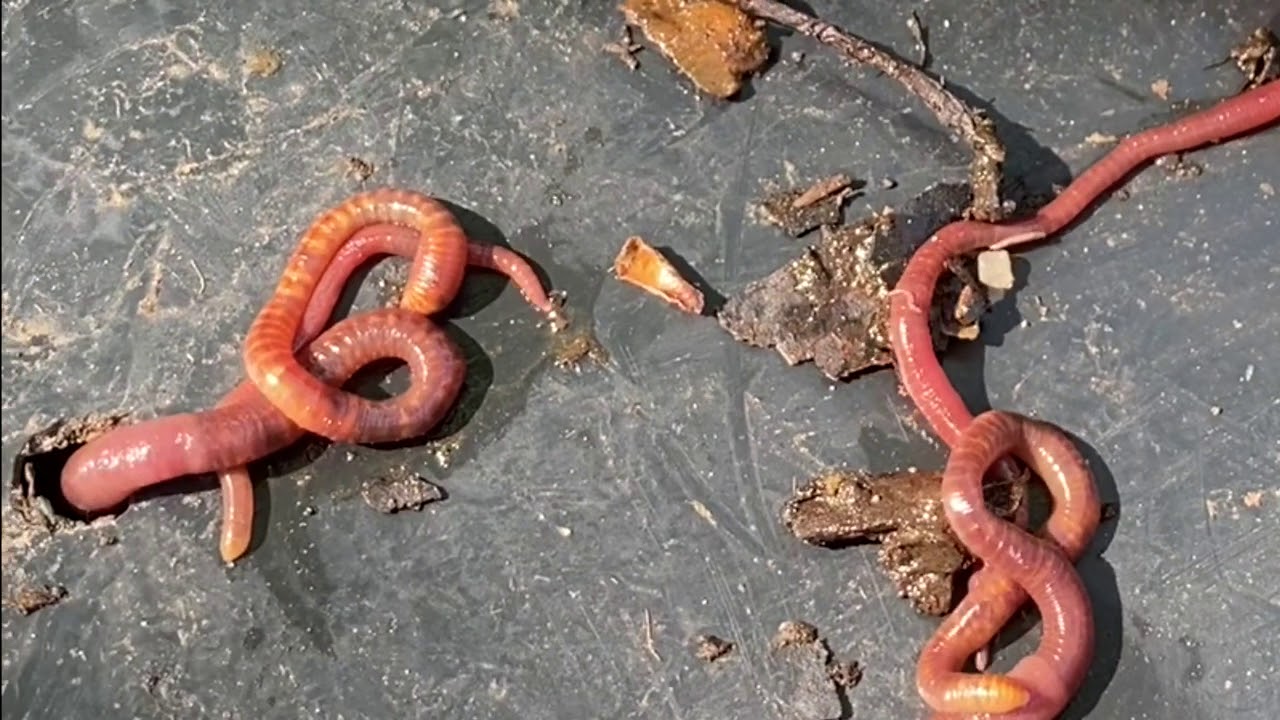Worms: Red Wiggler Dance Moves - YouTube
