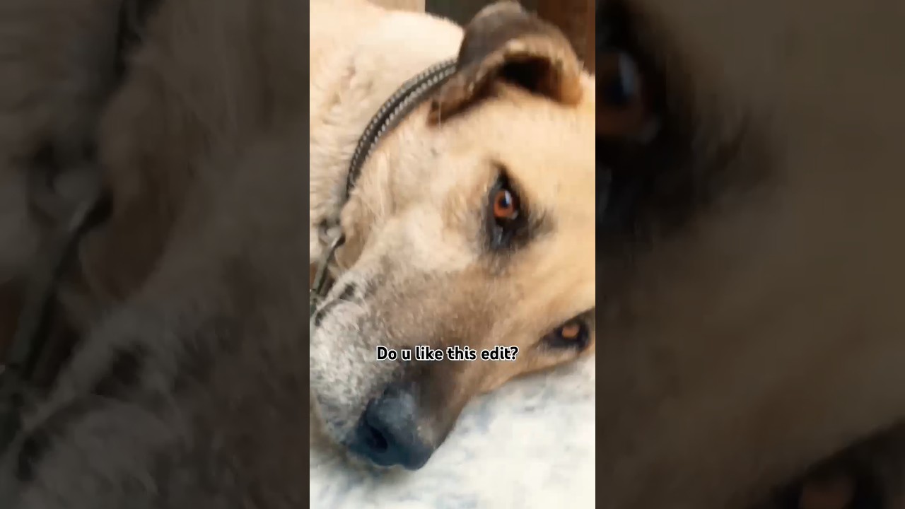 That's one dog 'Oberon' 🐶😤 #dogs #doglover #dog #cutedogs #pets #phonk ...