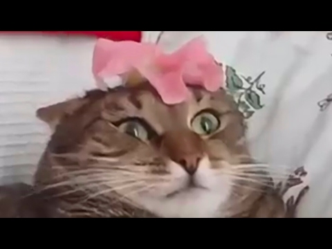 Compilation Of Viral Cat Videos | Kylie Gore