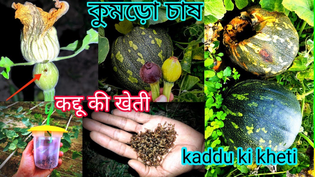 कद्दू की खेती || kaddu ki kheti || কুমড়ো চাষ ||pumpkin farming ...