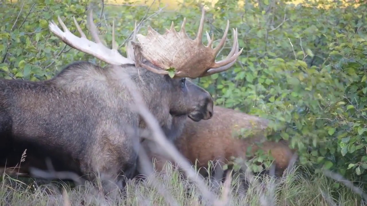 Moose Cow Complaining - YouTube