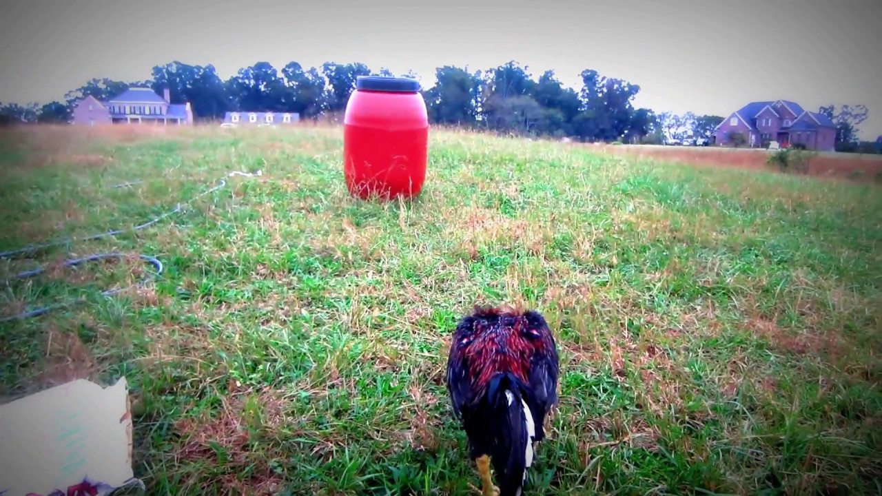 Beautiful Game Bird Roosters - YouTube