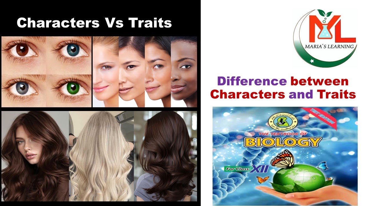 Difference between Characters and traits | Character VS Traits - YouTube