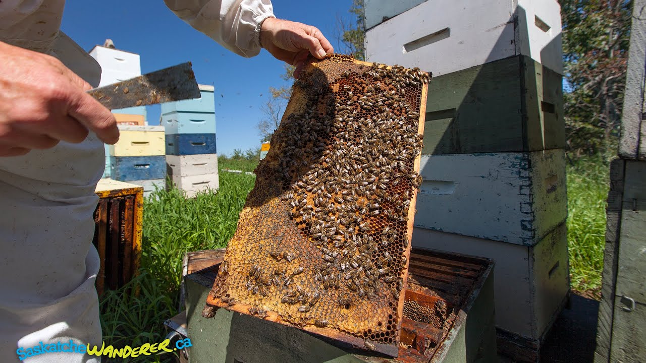Honey Bees Helping Crops - YouTube
