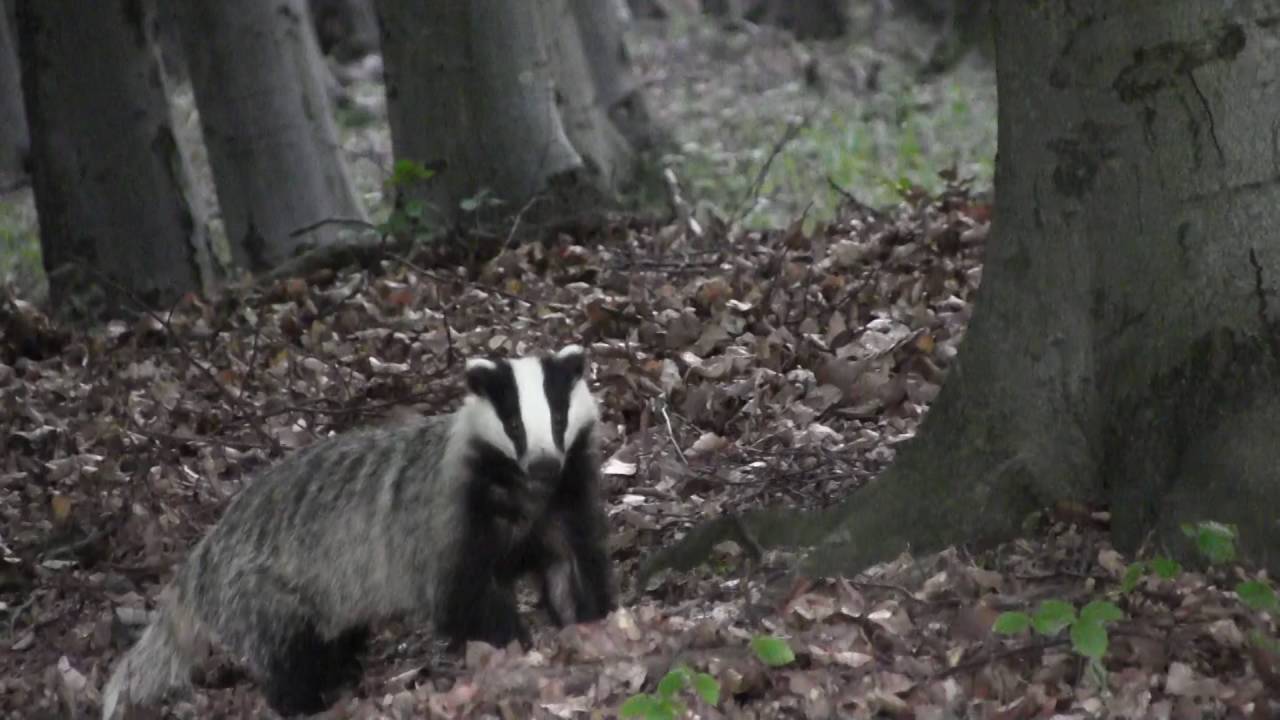 jazvec lesný | European badger | borsuk | Dachs | borz - YouTube
