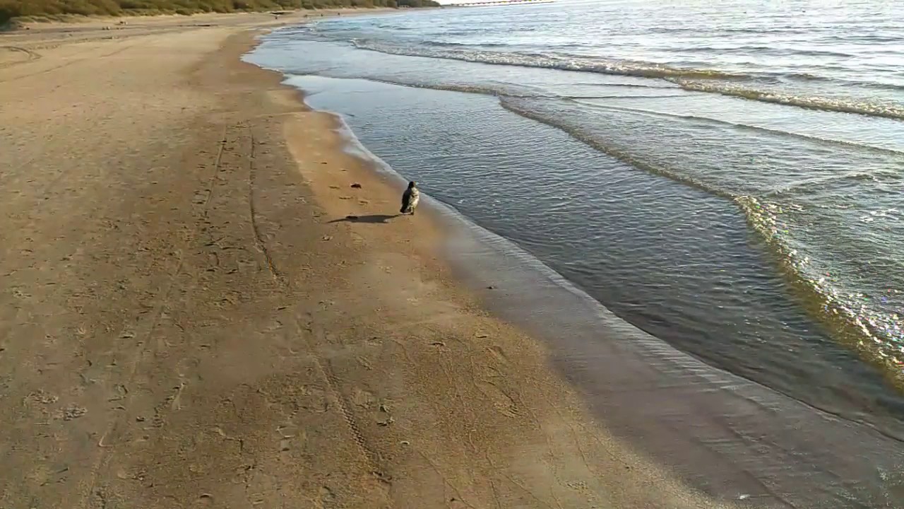 Crow running on the seaside - YouTube
