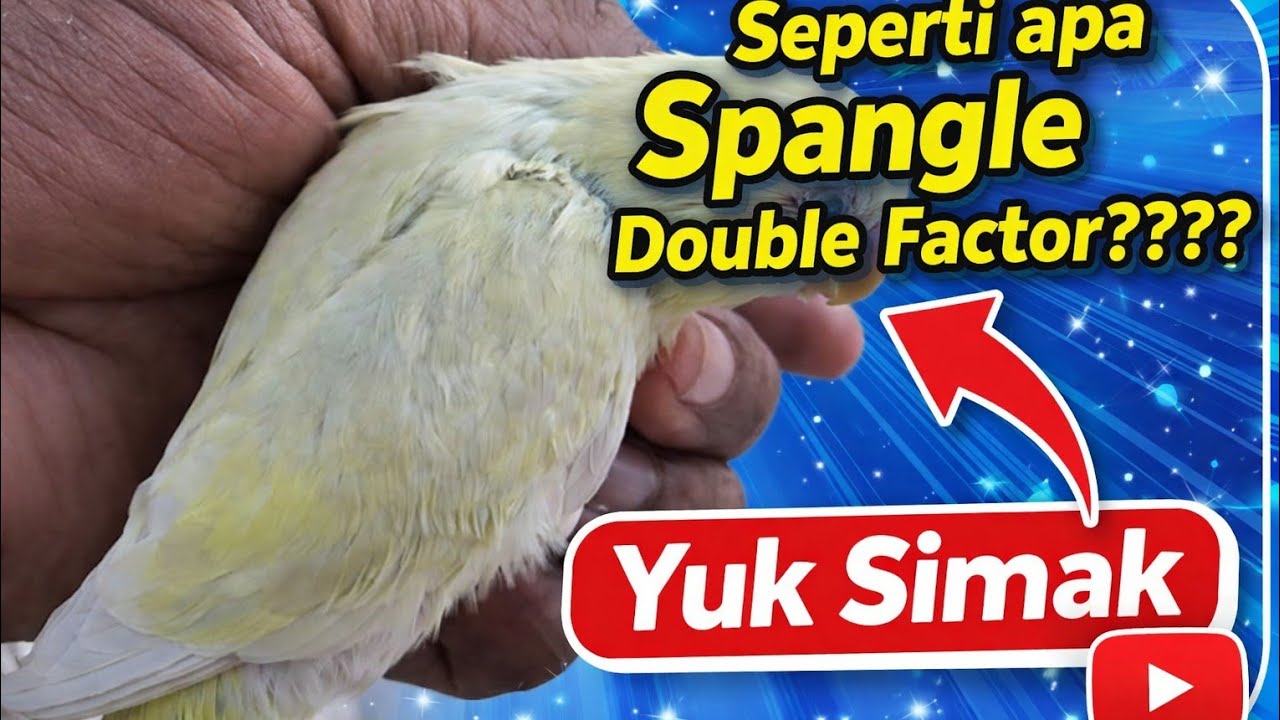 Colour Budgie...!!! Ciri-ciri Spangle Double Factor - YouTube