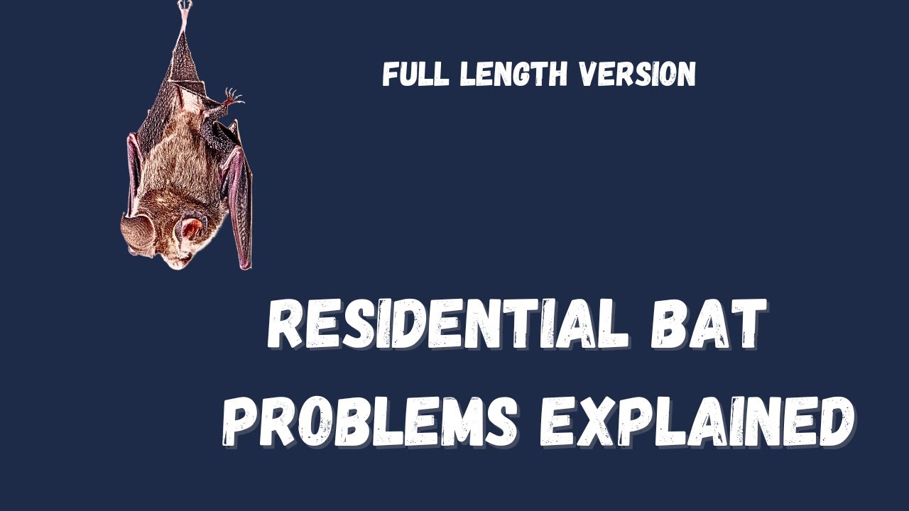 Residential Bat Problems Explained. The Extended Version. - YouTube