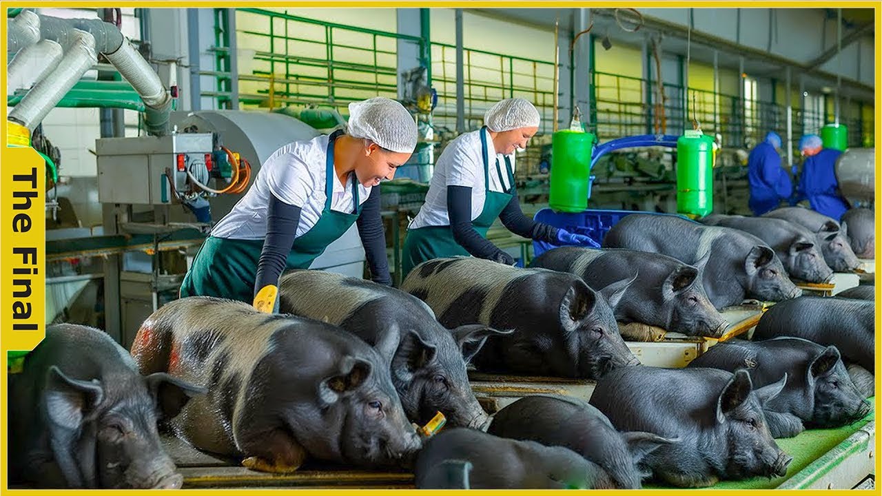 How Farmers Process World's Most Expensive Pork Leg from Millions of ...