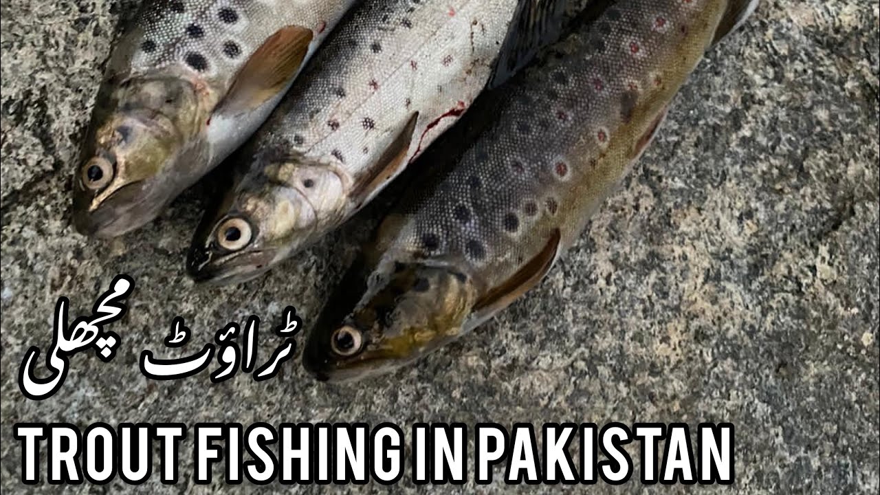 Trout Fishing in Gilgit | Pakistan Travel 2021| GB 2021| Travel Vlog ...